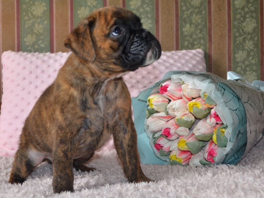 Боксерчики рыжие и тигровые