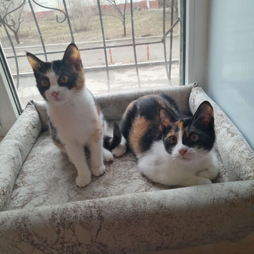 Кошечки - милахи