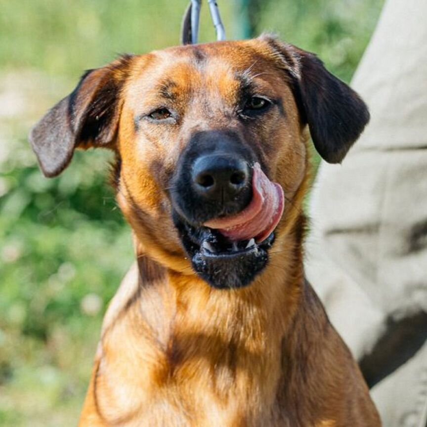 Собака в добрые руки