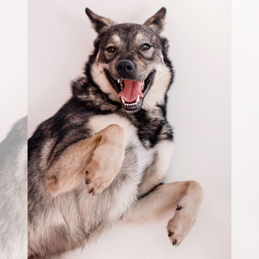 Взрослый пёс в добрые руки