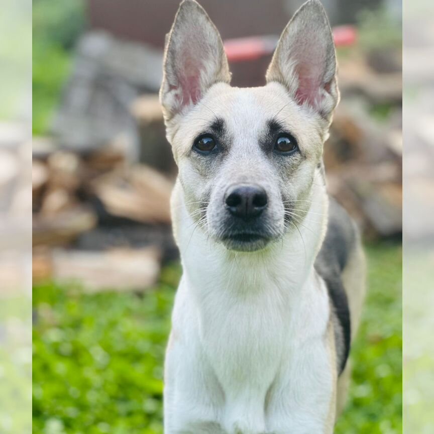 Взрослая собака в добрые руки