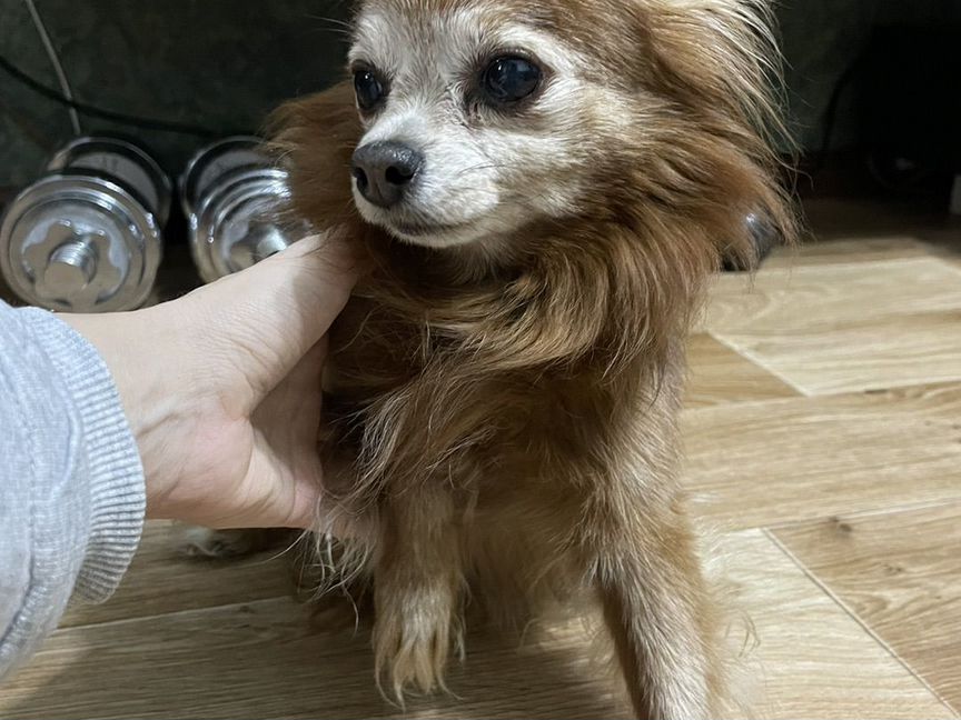 Найдена собака чихуа