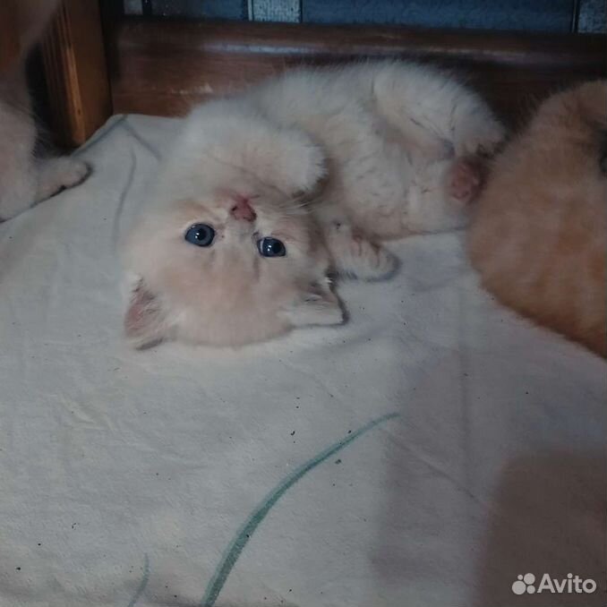 Игривые котята (перс+британец)