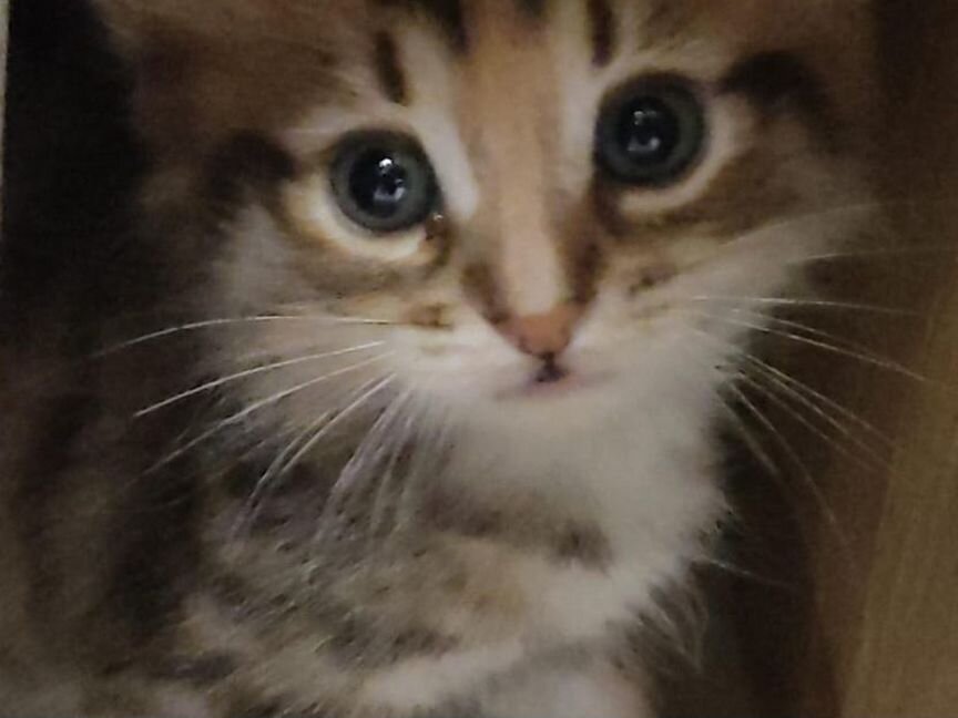 Отдадим красивую даму в добрые руки