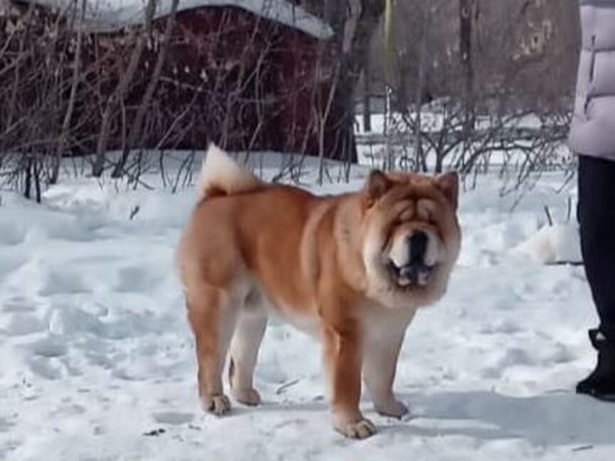 Кобель для вязки