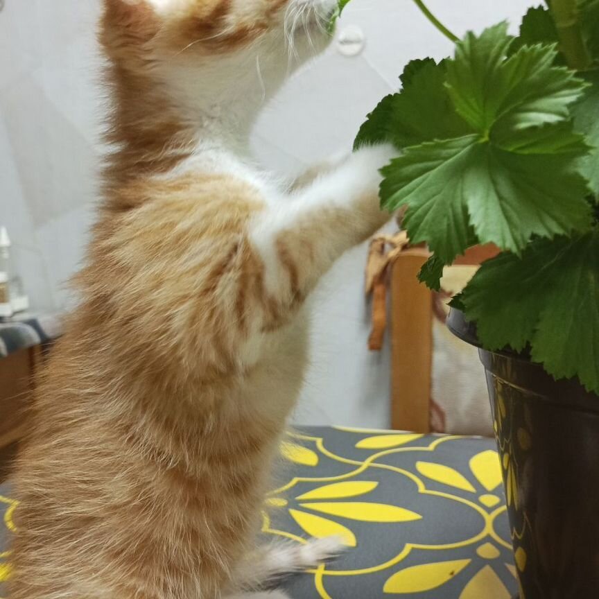 Котята мейн-кун в добрые руки