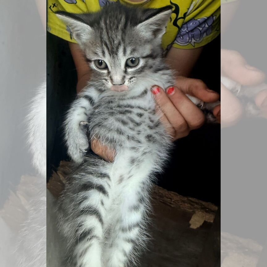 Котёнок в добрые руки