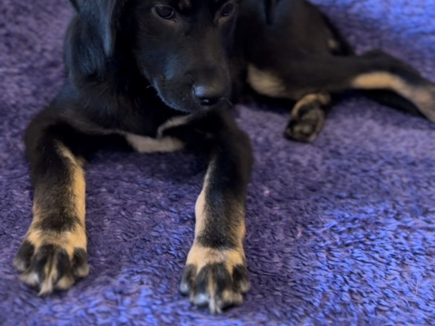 Щенок в добрые руки