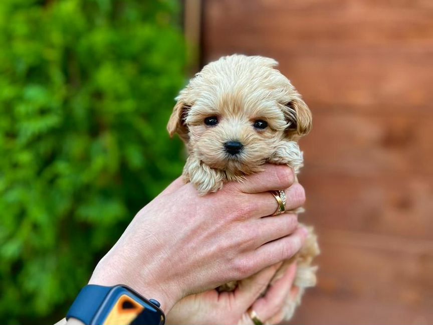 Щенки мальтипу f1 мини