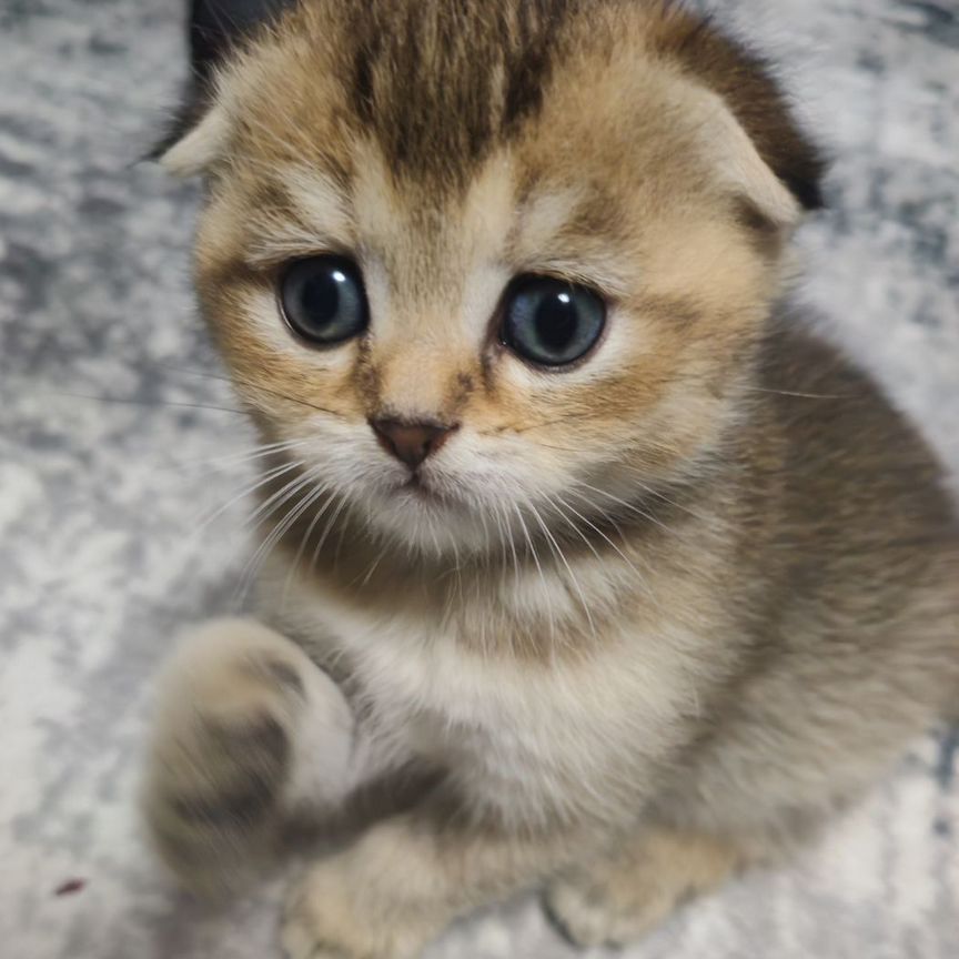 Шотландский вислоухий короткошёрстный котёнок