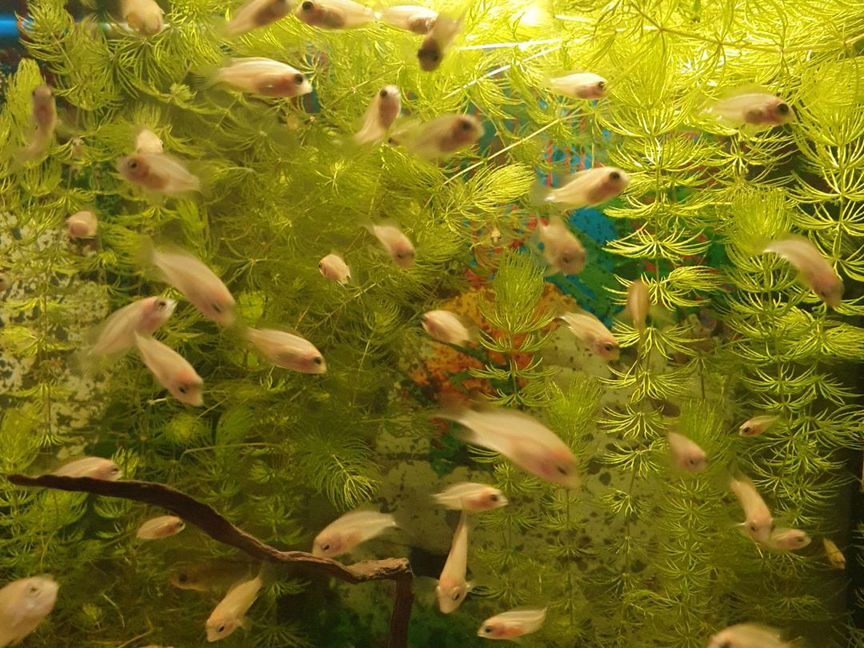 Цихлиды оранжевые