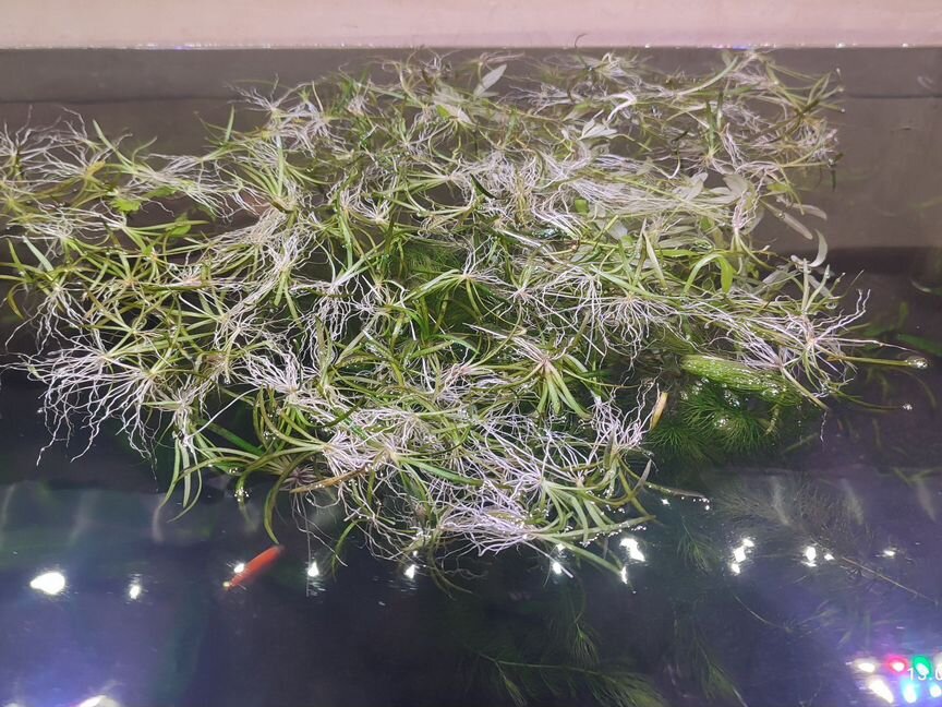 Аквариумная прополка