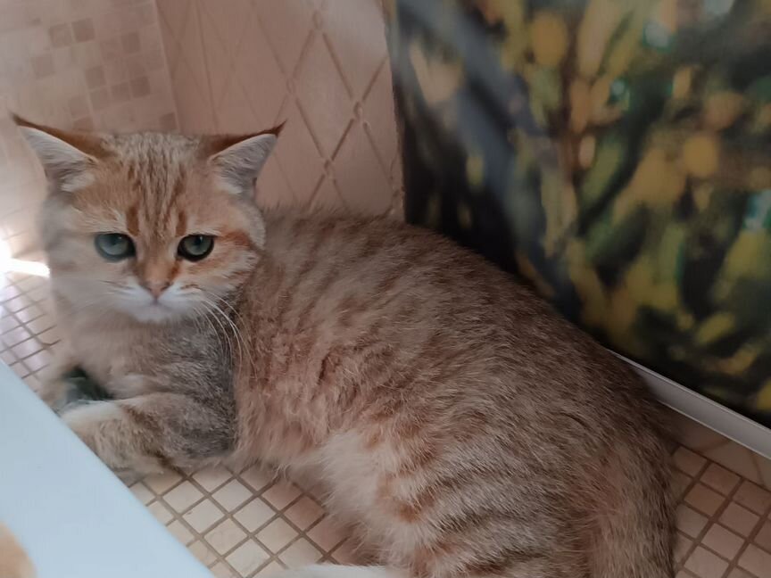 Шотландский котик
