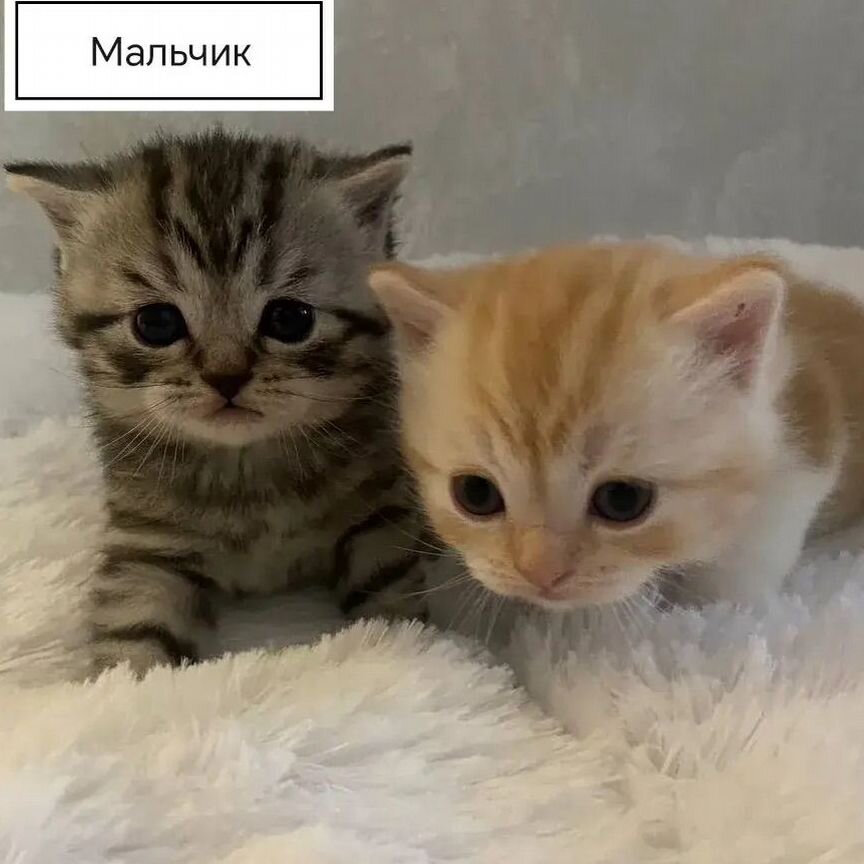 Шотландский вислоухий короткошёрстный котёнок