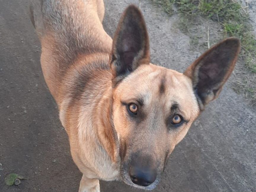 Неизвестный батончик ищет добрые руки