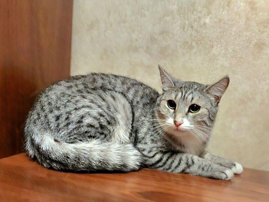 Котенок голубой вискас
