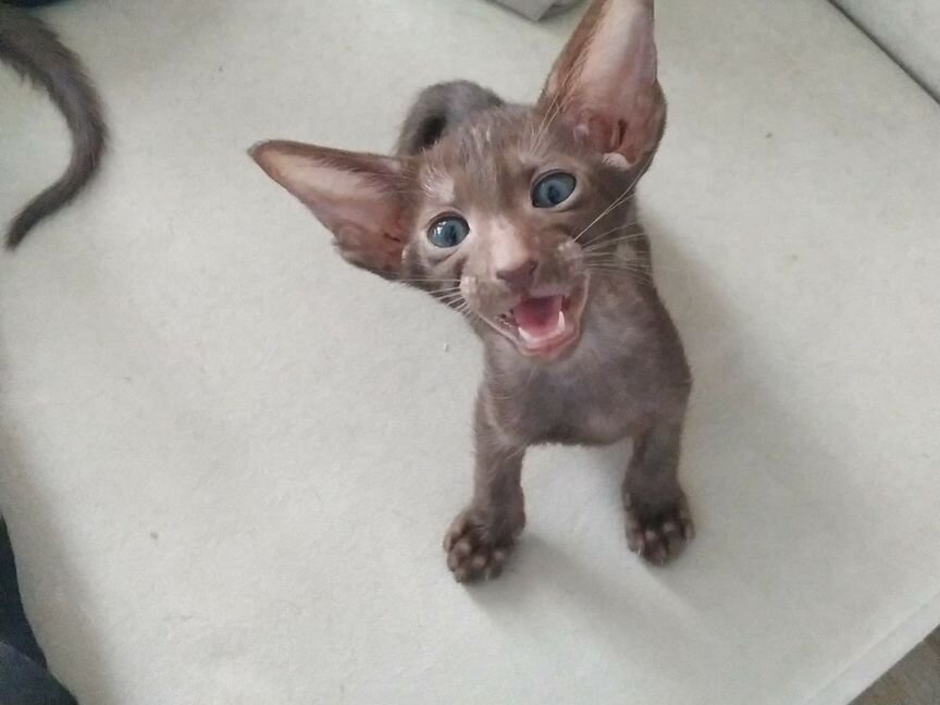 Ориентальные котята