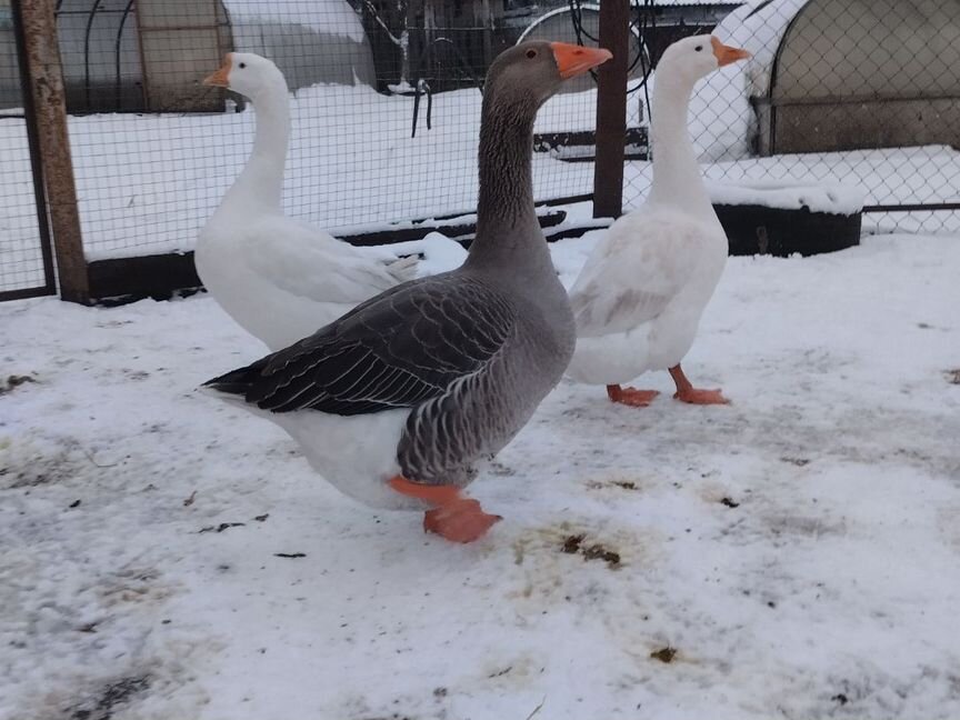 Гуси домашние