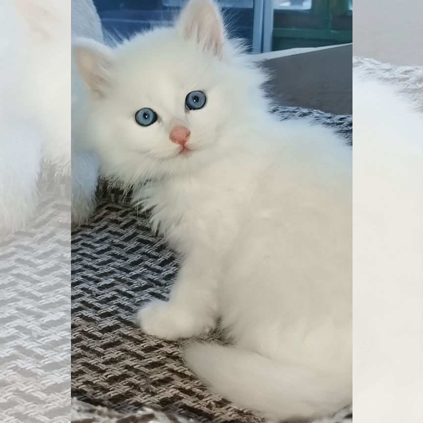 Турецкая ангора котёнок