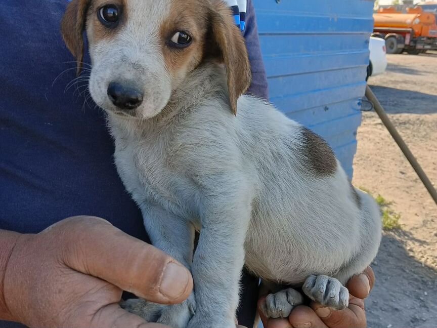 Щенок мальчик в добрые руки