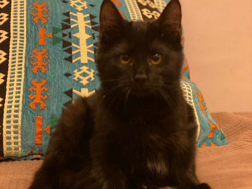 Кошки в добрые руки