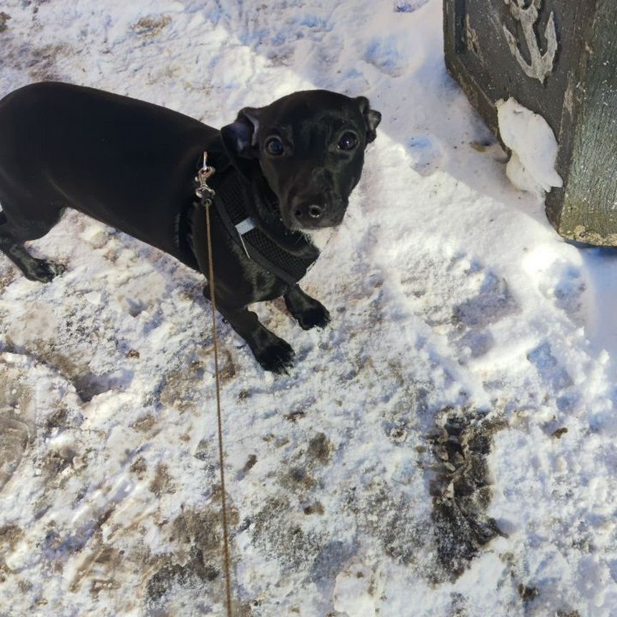 Такса гладкошерстная