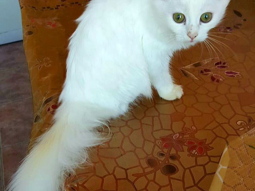Котята турецкой ангоры метисы