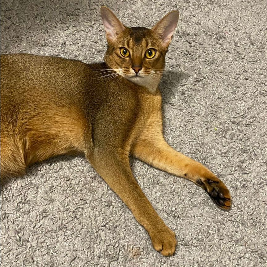 Абиссинский кот