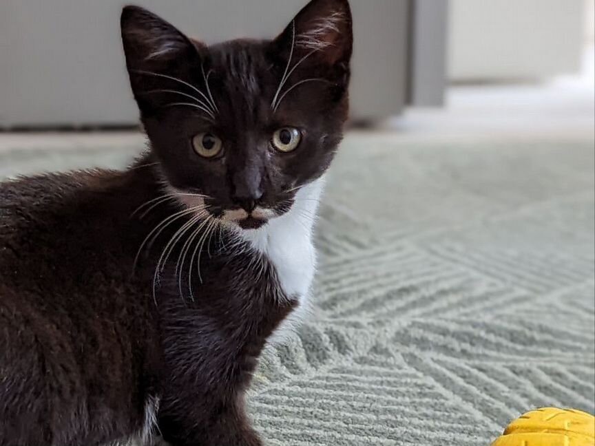Котенок ищет дом