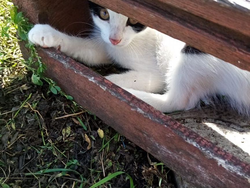 Котята в добрые руки бесплатно