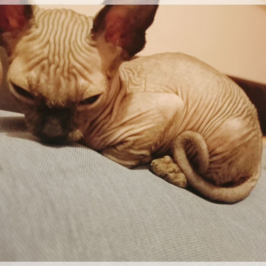 Канадский сфинкс котёнок