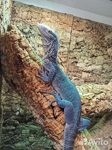 Древесные ящерицы