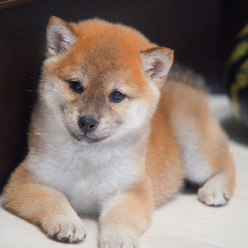 Сиба-ину, щенок