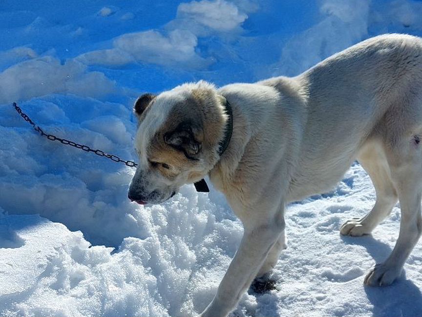 Среднеазиатская овчарка алабай в добрые руки