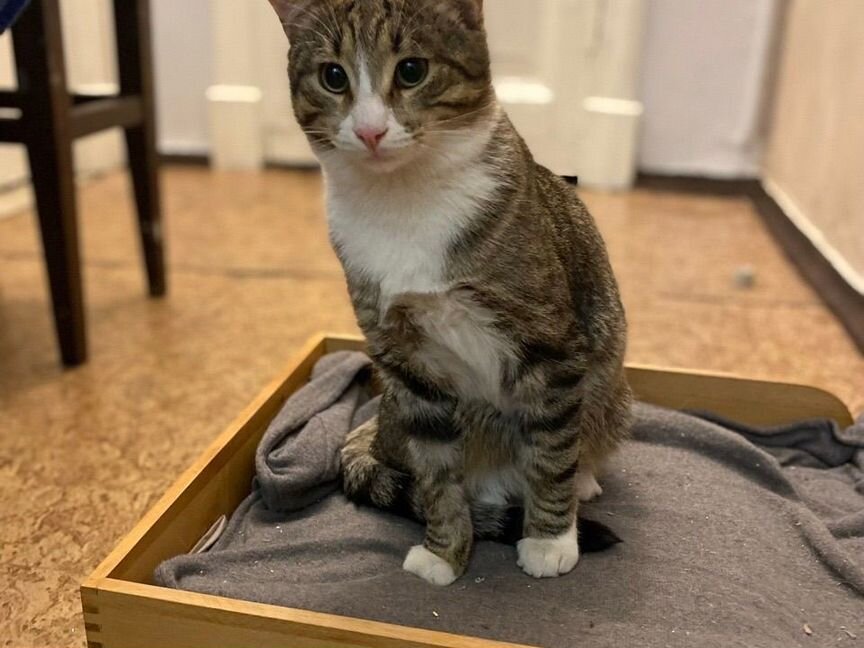 Котенок мальчик в добрые руки