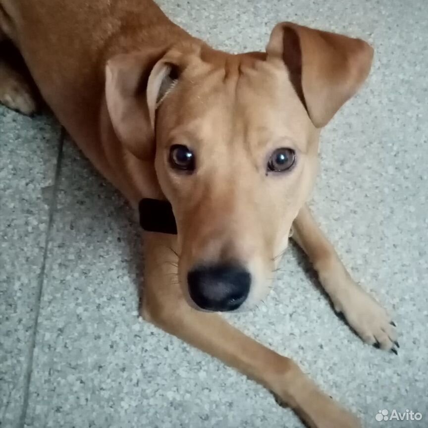 Отдам в добрые руки Стафф