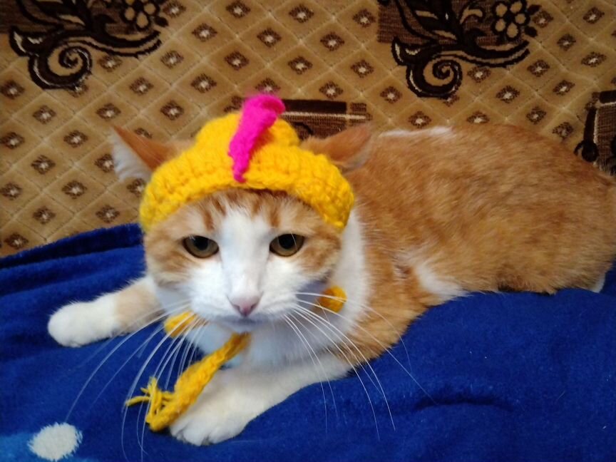 Шапка для кота дома