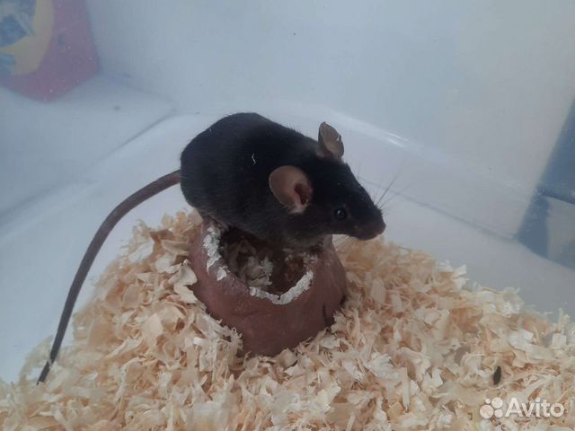 Мышь домашняя