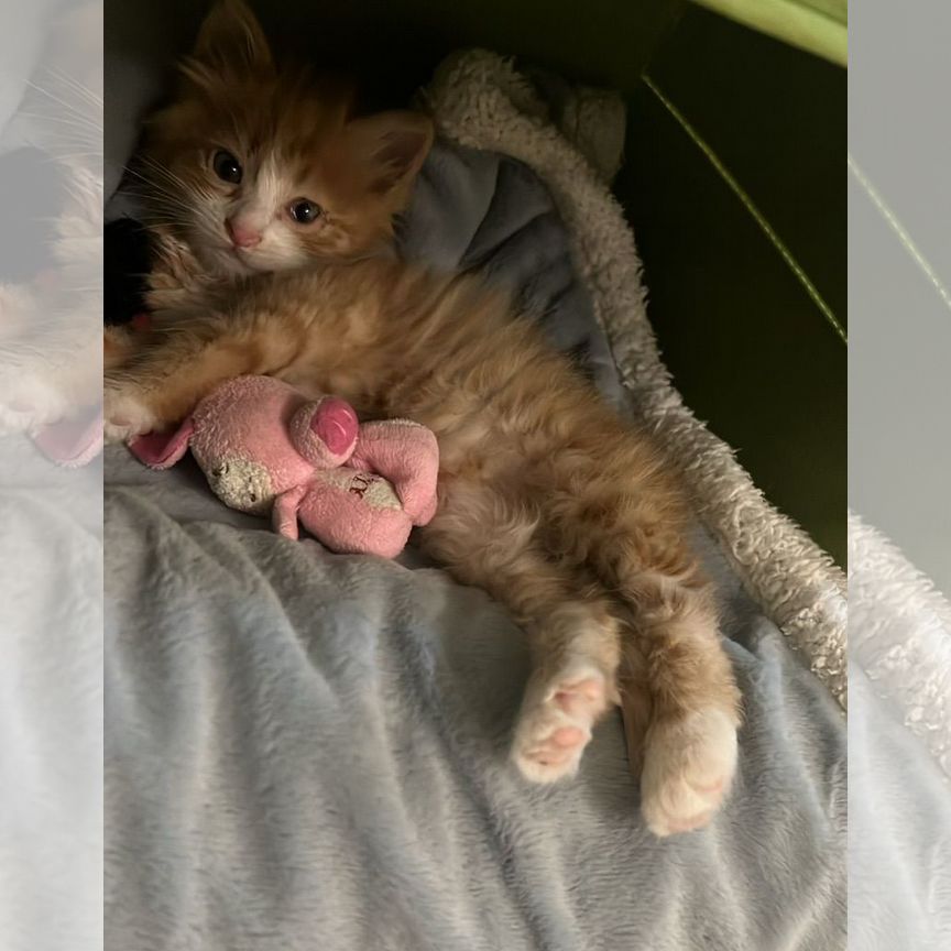 Котенок в добрые руки