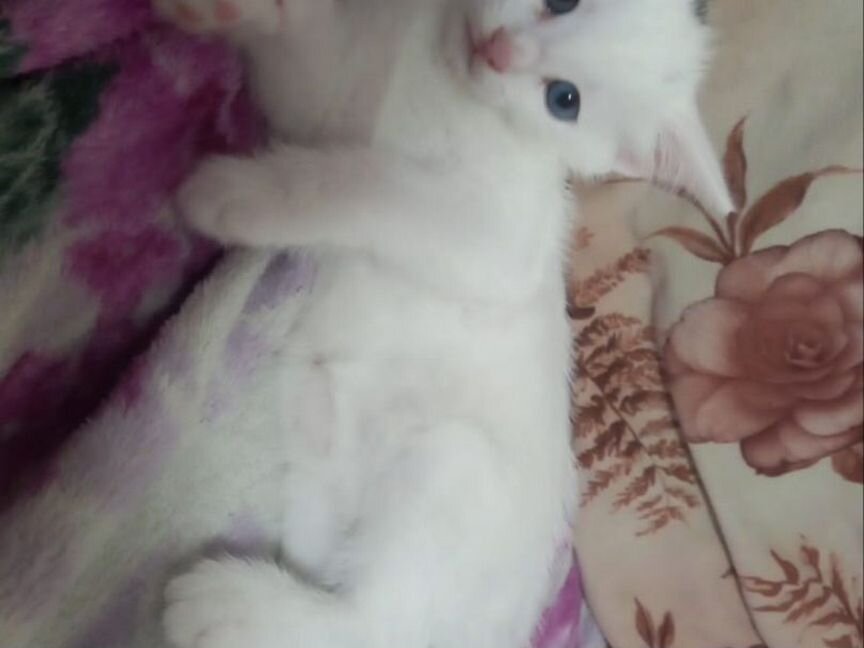 Абисинская+Сиамский кошечка