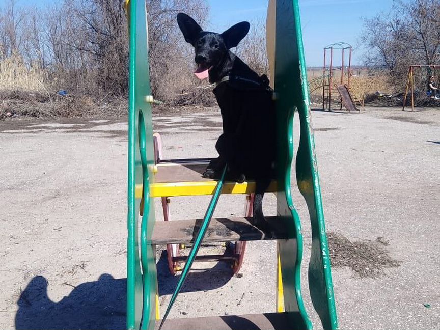 Пристраивается в добрые руки