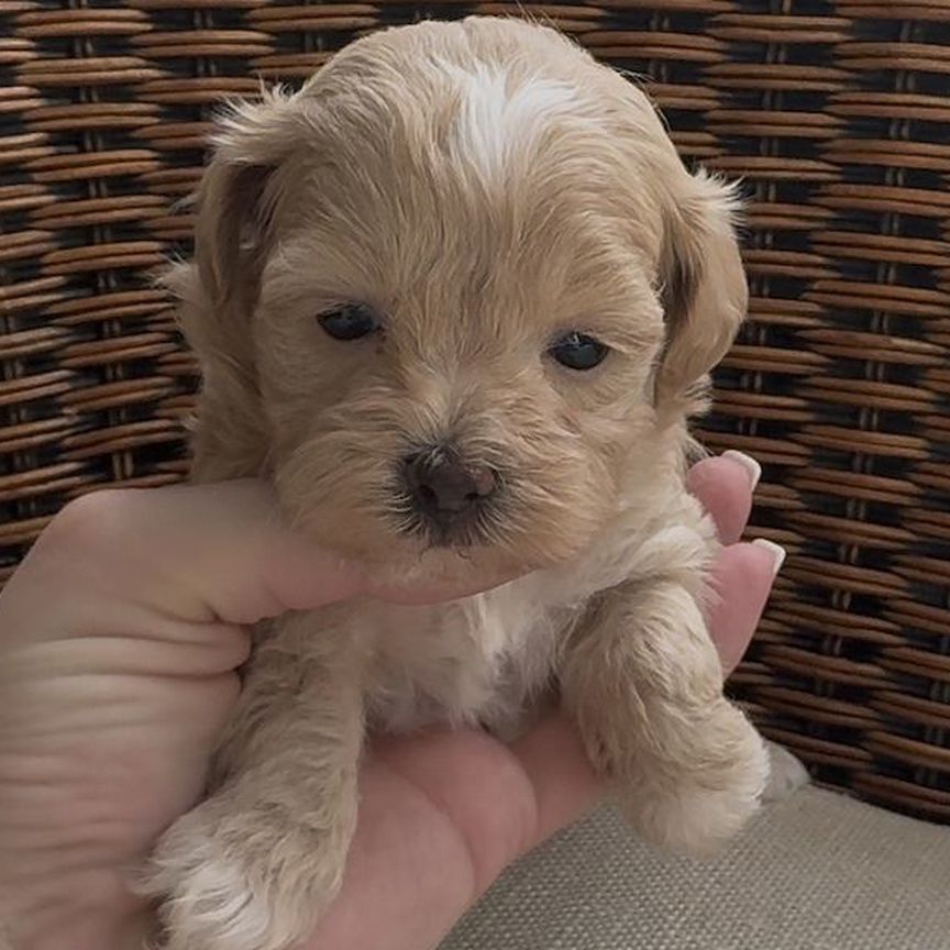 Мальтипу, щенок