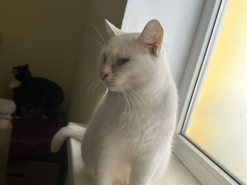 Кошечка из приюта ищет дом
