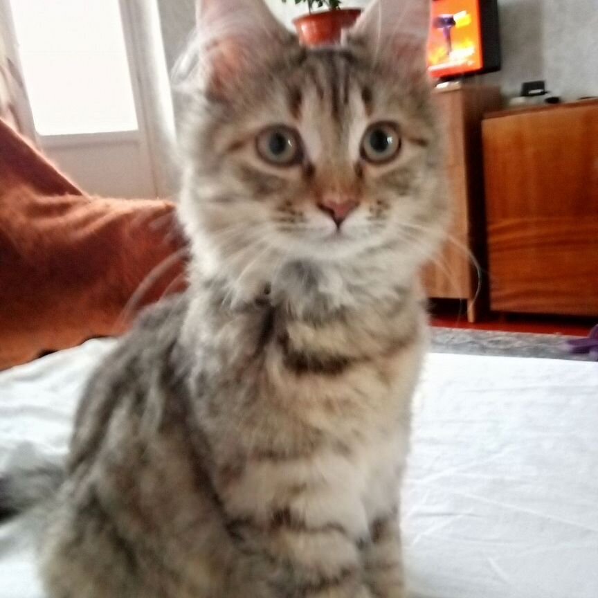 Кошечка