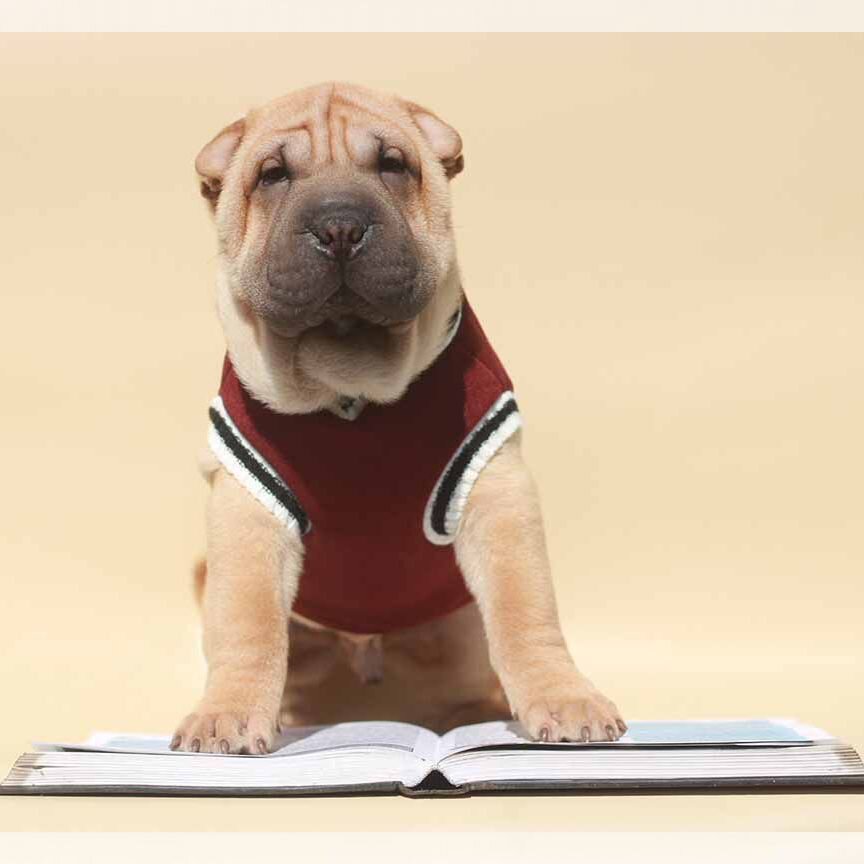 Красивый мальчик шарпея