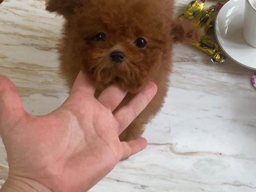 Кобель 4 месяца тикап тедди Китай