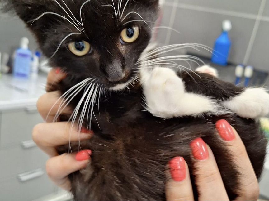 Котенок ищет дом
