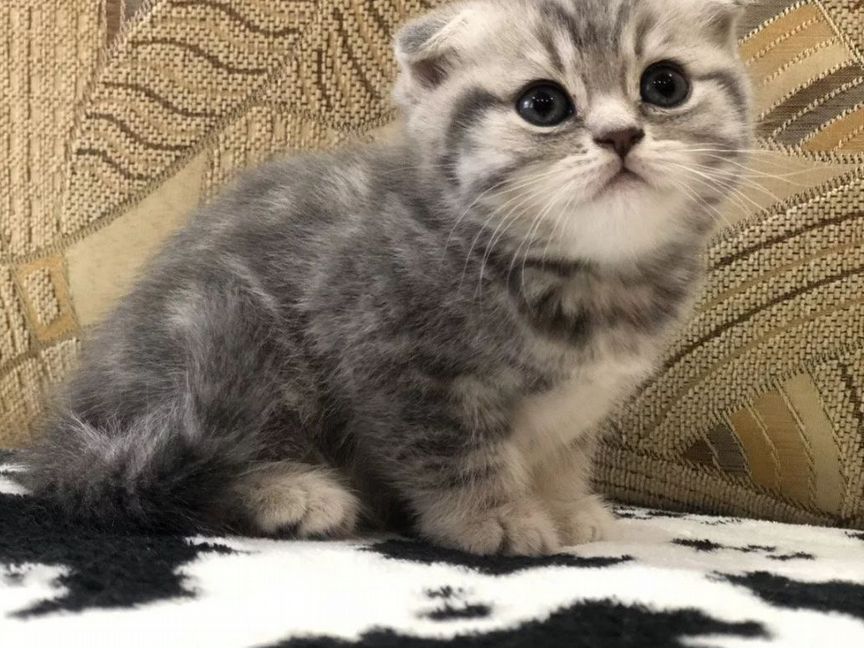 Шотландские элитные супер котята