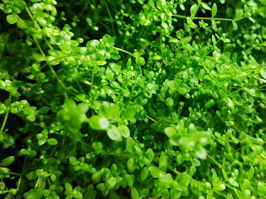 Аквариумные растения