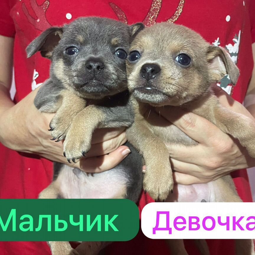 Той-терьер лиловые